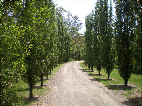 Bingle Tree Retreat,Sydney:Photos,Reviews,Deals