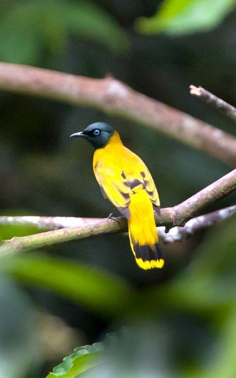 Bird watching experience,Langkawi Island:Photos,Reviews,Deals