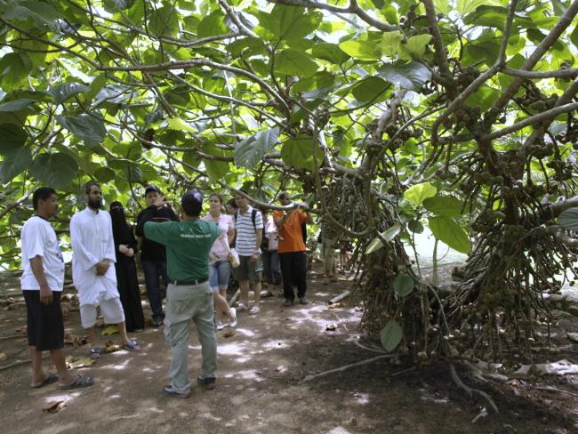 Tropical fruit farm trip near George Town,Penang Island:Photos,Reviews ...
