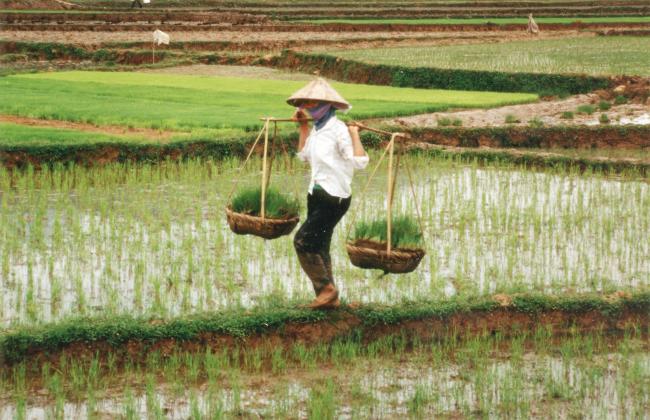 Wet rice growing tour,Hoi An:Photos,Reviews,Deals