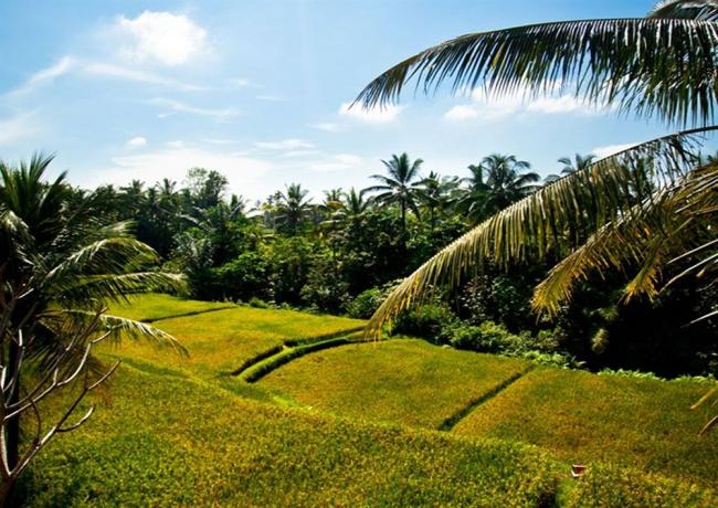 Ubud Green Resort Villas,Ubud:Photos,Reviews,Deals